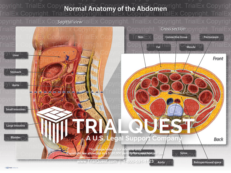 Normal Anatomy Of The Abdomen Saggital And Cross Sectional View
