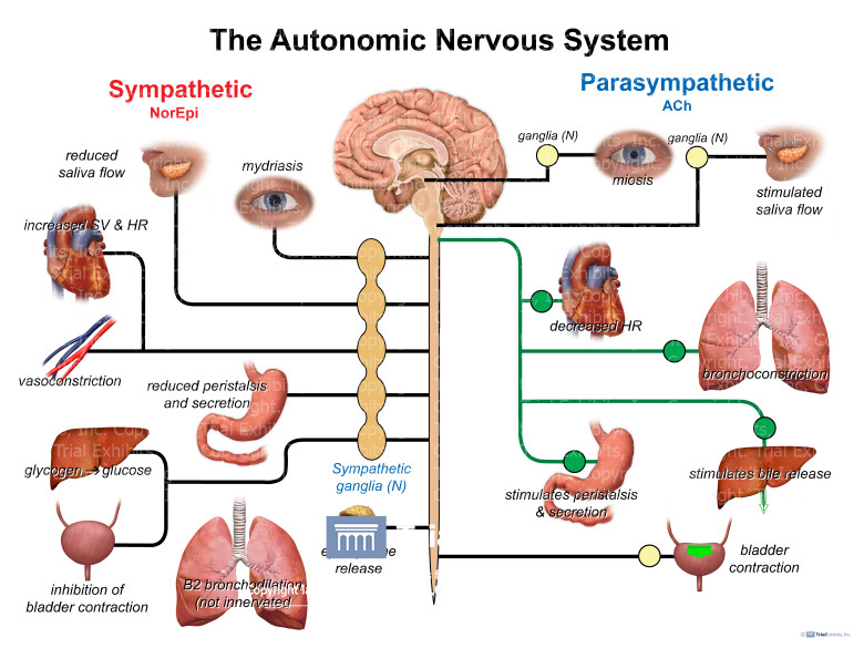 The Autonomic Nervous System Trial Inc 