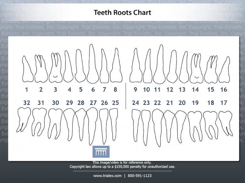 Teeth Roots Chart Trial Exhibits Inc Teeth Roots Chart Trial Exhibits Inc