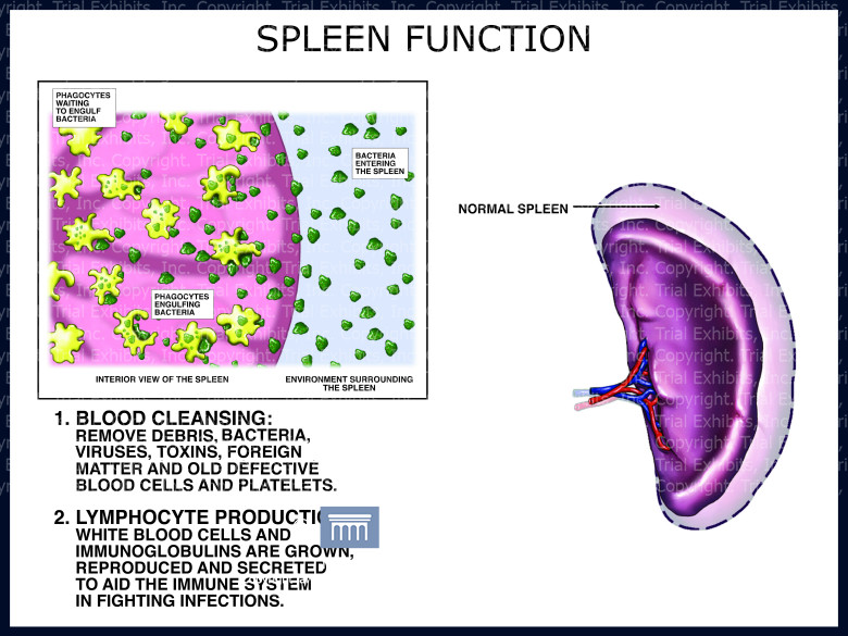 Spleen Function Trial Exhibits Inc 