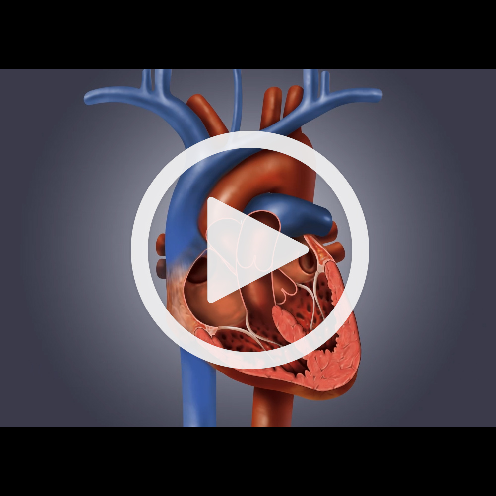 Fetal Heart Circulation Animation