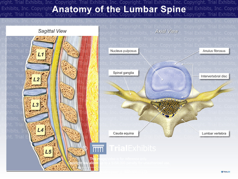 Lumbar Vertebrae Lumbar Vertebrae