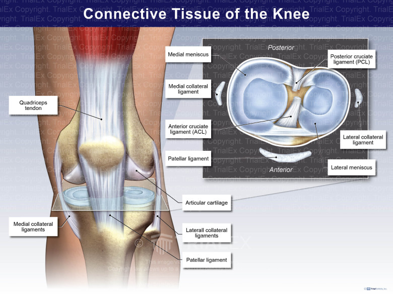 Connective Tissue Of The Knee TrialQuest Inc Connective Tissue Of The Knee TrialQuest Inc