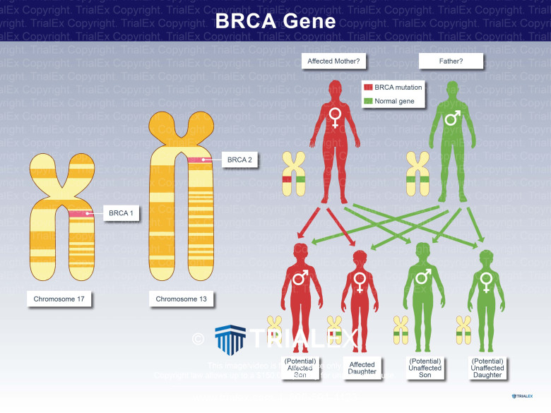 BRCA Gene BRCA Gene