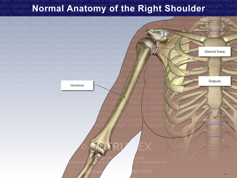 Normal Anatomy Of The Right Shoulder Normal Anatomy Of The Right Shoulder